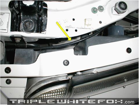 Feature Mustang Identification | Triple White Fox